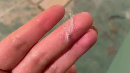 Why Is Fiberglass So Dangerous?How to Spot a "Glass Assassin"?What to ...